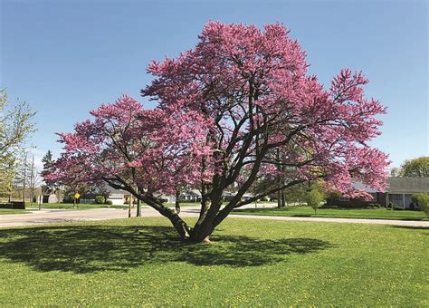Tree Talk Finding And Celebrating The Ancestors Of Your Garden