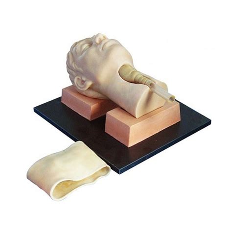 Bou Ck1261 Cricothyroid Puncture And Incision Simulation Model Darhmmy