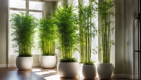 Phyllostachys Bambusoides Giant Bamboo Care And Growth Guide Pixel Bamboo