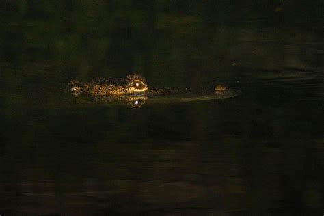 Cocodrilos Laguna De Las Ilusiones