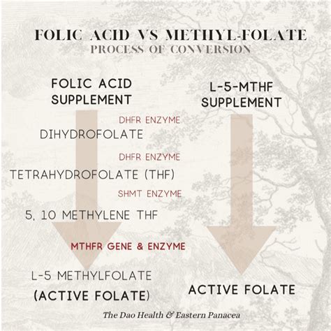 What Is The Mthfr Gene Mutation