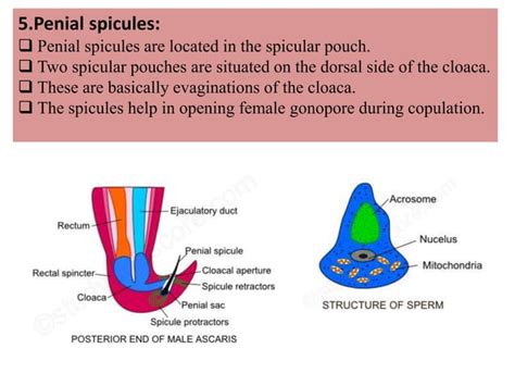 Reproductive System Of Ascaris Lumbricoides Pptx Infertility