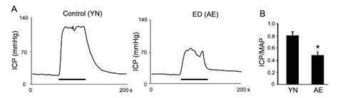 Intracavernosal Pressure Recording To Evaluate Erectile Function In Rodents