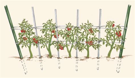 Tomato Trellising The West End News