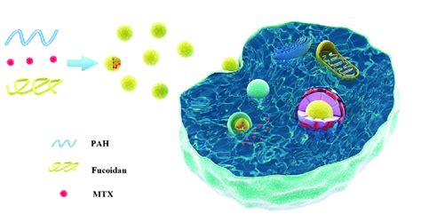 Schematic Representation Showing The Outline Of The Pahf Nanoparticles Download Scientific