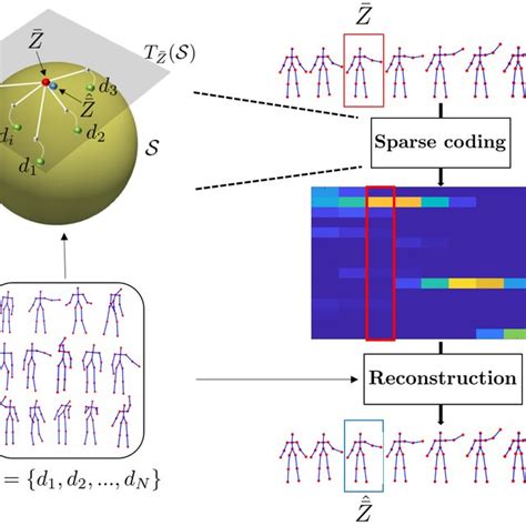 Illustration Of Intrinsic Sparse Coding In The Kendalls Shape Space