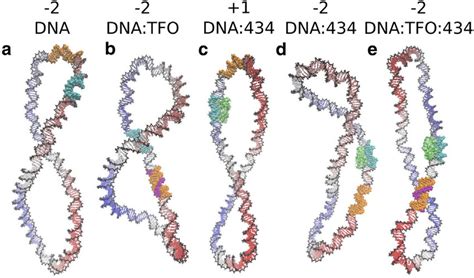 Representative Structures From Plectonemic Dlk ¼ À2 þ1 Topoisomers