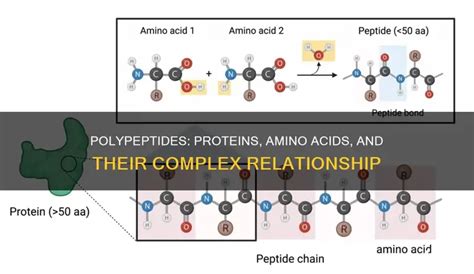 Polypeptides Proteins Amino Acids And Their Complex Relationship Medshun