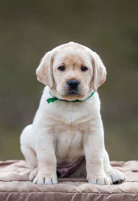 О нас — Anifood