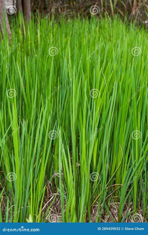 Close Up Of Lush Tall Green Grass Growing Near Lake Water In Park Stock