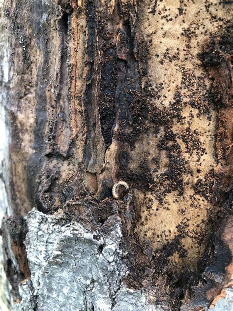 Tree Bugs DIY DoItYourself Com Community Forums