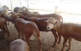CriaÇÃo De Animais Principais Raças Ovinas Do Brasil