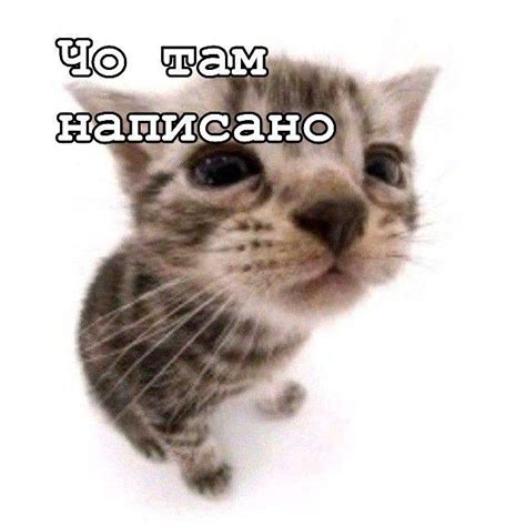 Парные авы с котиками