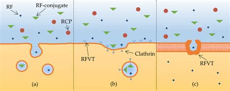 Internalization Pathways A Pinocytosis B Clathrin Mediated Download Scientific Diagram