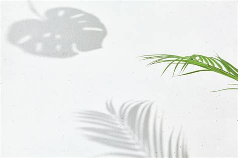 그림자와 잎이 있는 흰색 배경 최소한의 구성 콘크리트 벽과 손바닥과 몬스터의 하드 그림자 자연 요소의 우아한 포스터 0명에 대한 스톡 사진 및 기타 이미지 Istock