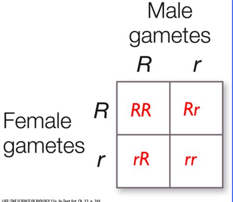 Inheritance Patterns Flashcards Quizlet
