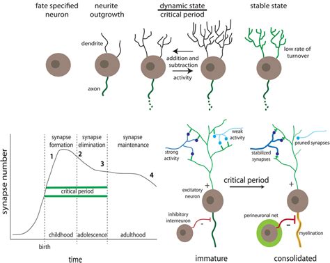 Activity Dependent Synaptic Remodeling During Critical Periods A