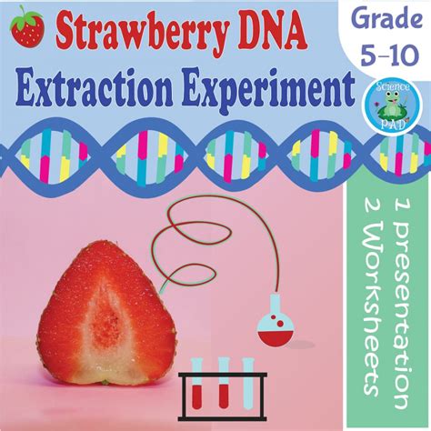 Dna Extraction Strawberry Worksheet Printable Pdf Template