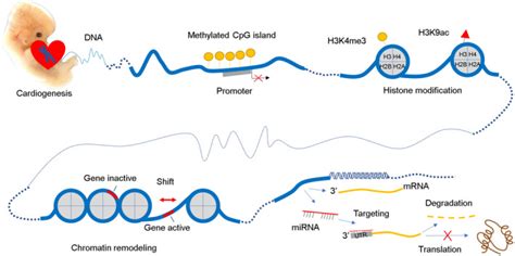 Epigenetics In Congenital Heart Disease Pmc