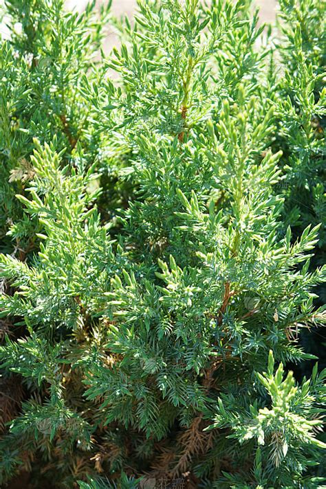 刺柏是一种绿色垂直植物