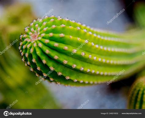 Beautiful Macro Shots Prickly Cactus Background Textures Microscope