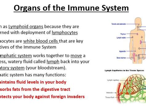 A Level Aqa Biology Immunity Bundle Teaching Resources