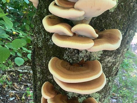 Ischnoderma Resinosum Resinous Polypore Mushroom Identification