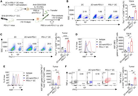 Cell Intrinsic Pd L1 Ablation Sustains Effector Cd8 T Cell Responses