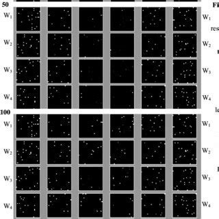4 The Relevant Areas Of The Perisylvian Cortex In Man And Homologous Download Scientific