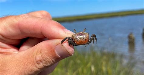 How To Rig Fiddler Crabs For Redfish Sheepshead