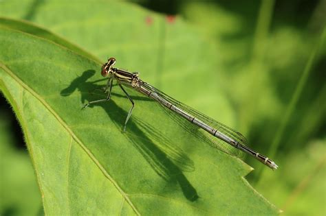 40000 Free Cartoon Dragonfly And Dragonfly Images Pixabay
