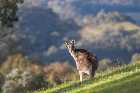 Australian Kangaroos Pixabay