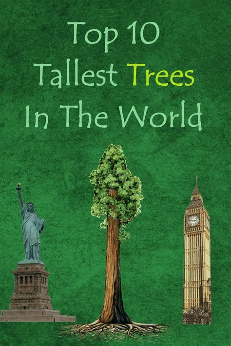 Top 10 Tallest Trees In The World By Species Zherss