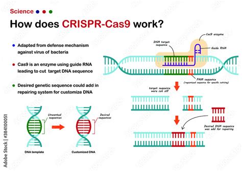 Science Illustration Show Crispr Cas 9 Work For Cut And Edit Dna