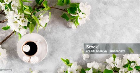 웹 배너입니다 흰색 꽃 사과 나무의 가지와 밝은 회색 배경 상단보기에 커피 한 잔 텍스트를위한 무료 공간이있는 봄과 여름 배경