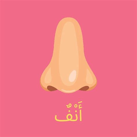 Hidung Bahasa Arabnya Kosakata Bahasa Arab Di Kepala Mata Hidung