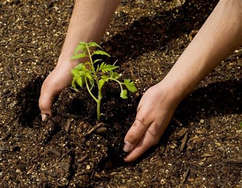 Засаждане на ранни домати Български Фермер