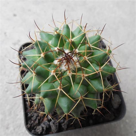 白龙丸实生仙人球植物稀有开花品种室内花卉盆栽满30包邮 虎窝淘