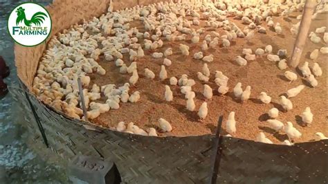 ব্রয়লার মুরগির ব্রুডিং ও ঔষধ কোম্পানির সাথে মুরগি পালন ব্রুডিং তাপমাত্রা যে ভুল গুলো