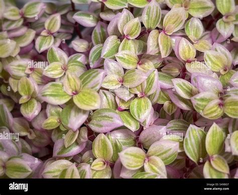 Full Frame Close Up Of Callisia Repens Pink Lady Turtle Vine Succulent