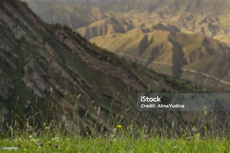 푸른 잔디가있는 밝은 여름 알펜 초원과 황금빛 햇빛과 산에서 줄무늬로 경사면에 다른 피는 꽃이 흐려지고 근접 촬영이 가능합니다 초원 잔디 질감 배경 개화기에 대한 스톡 사진