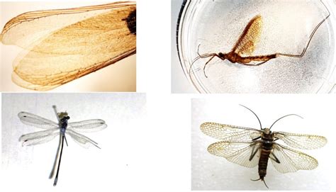 Key Features Of Wings Unbc Biol 322 Entomology