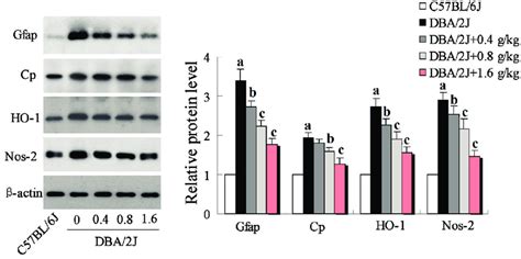 Effect Of Grgm On The Expression Of Oxidative Stress Related Proteins Download Scientific