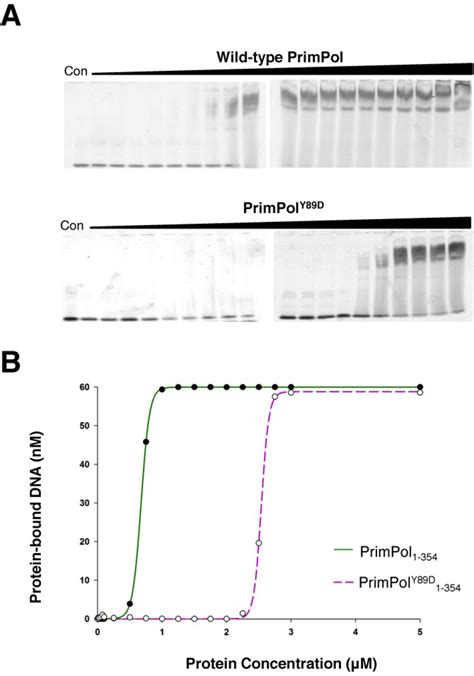 Dna Binding Efficiency Of Polymerase Domains Of Wild Type And Download Scientific Diagram