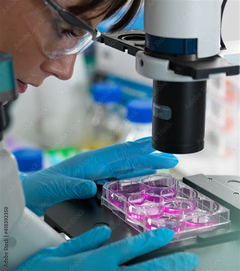 Female Scientist Examining Cells In Growth Medium In Multi Well Plate Under Microscope In