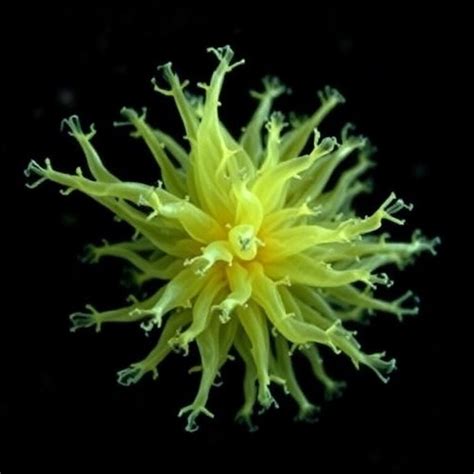 Streptomyces Employs Dual Cell Wall Growth Modes