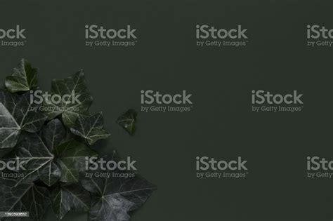 녹색 담쟁이 잎으로 만든 최소한의 스타일의 꽃 구성 자연 개념 배경 공간을 복사합니다 상단 보기 플랫 레이 0명에 대한 스톡 사진 및 기타 이미지 Istock