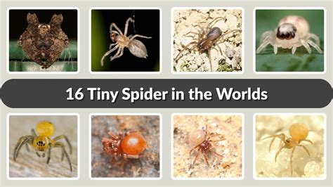 16 Tiny Spider In The Worlds Identification With Picture