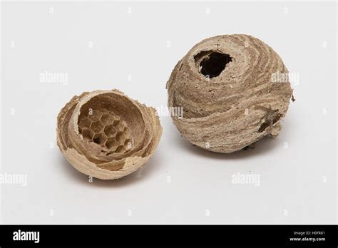 Honeycomb Structure Wasp Nest Hi Res Stock Photography And Images Alamy
