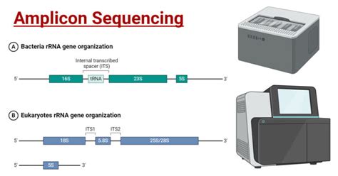 Amplicon Sequencing Principle Steps Types Uses Diagram